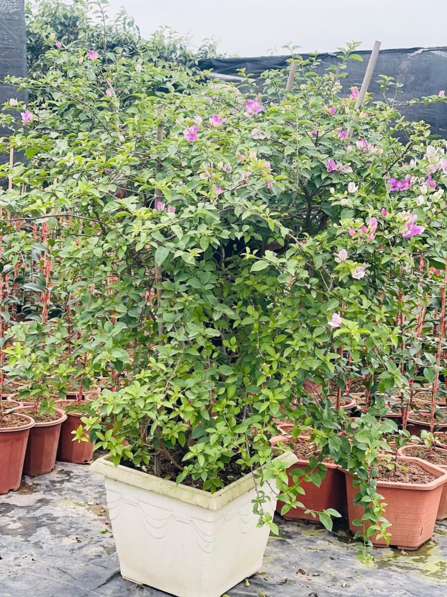 Vựa Hoa giấy Sakura phớt hồng ( hoa giấy trắng hồng tuyết ) giá rẻ, cây ...